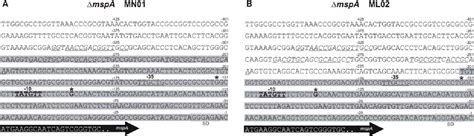 Figure 21 From Expression And Regulation Of The Porin Gene Mspa Of