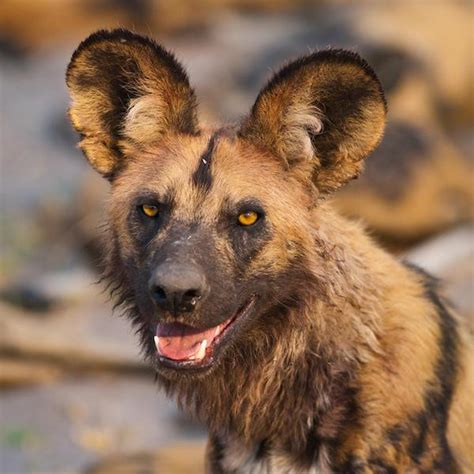 Southern Tanzania Safari Favicon