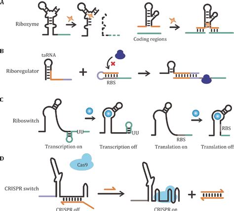 Figure 1 From Structurally Reconfigurable Designer Rna Structures For Nanomachines Semantic