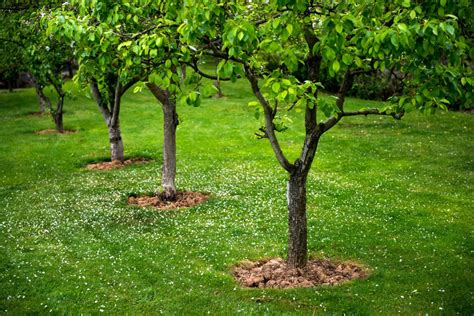 Low Maintenance Trees