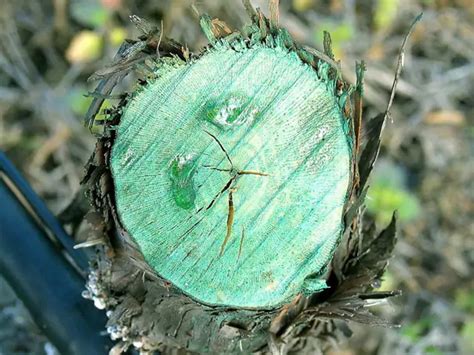 Vinevax Wound Dressing Agrimm Technologies Ltd