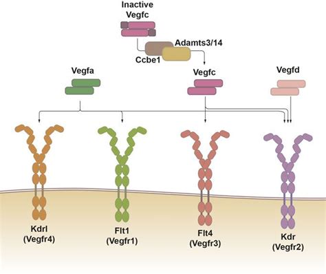 The Elephant In The Cell A Multifaceted Undertaking To Uncover The Molecular Principles Behind