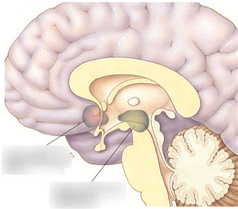 Hpa Axis Diagram Quizlet