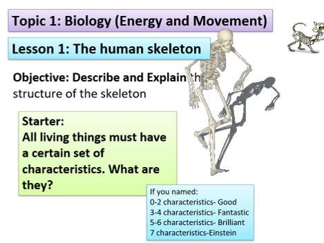 KS Year Or Intro Into The Skeleton Teaching Resources