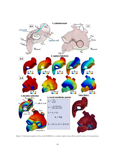 Modeling Cardiac Muscle Fibers In Ventricular And Atrial