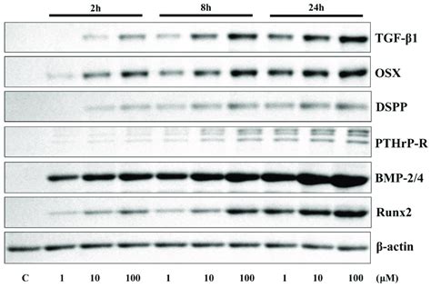 results of western blotting assay for cell culture application of