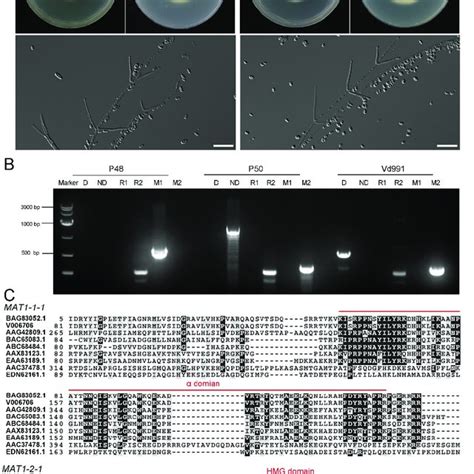 Morphology And Genetic Characterization Of The Verticillium Dahliae Download Scientific Diagram