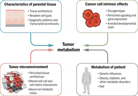 Reprogramming Of The Carbohydrate Metabolism In Tumor Cells Under