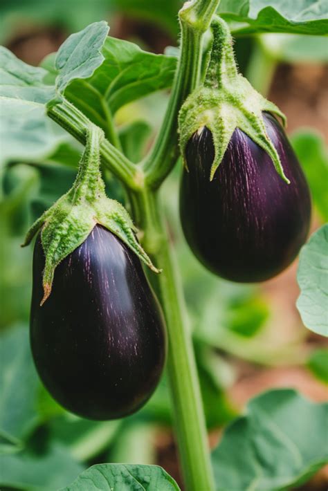 Step By Step Guide How To Plant Eggplant From Seeds