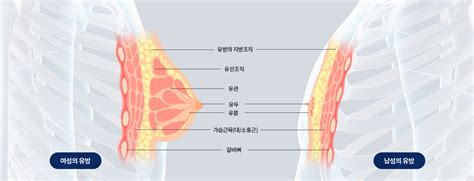 여성형유방증 유엔비외과의원ㅣ주간응급 외과수술센터