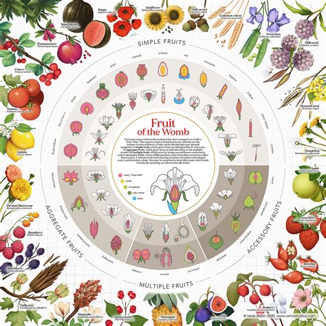 The Botanical Classification Of Fruit On Behance