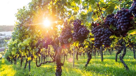 დედოფლისწყაროს მუნიციპალიტეტში ვენახების რეგისტრაცია და საკადასტრო