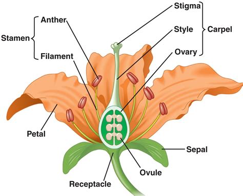 Angiosperms Characteristics Classification And Reproductive Biology Cbse Class Notes Online