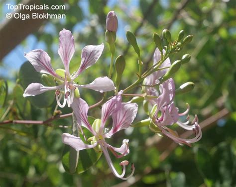 Orchid Vine Plant