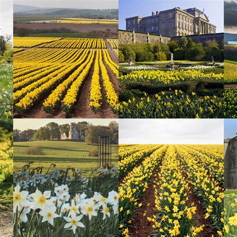 Uks Most Beautiful Daffodil Fields Etic Journal