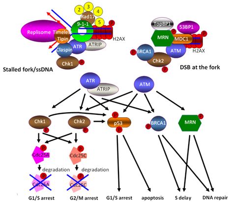 Dna Replication Checkpoint Dna Synthesis Learn Science At Scitable