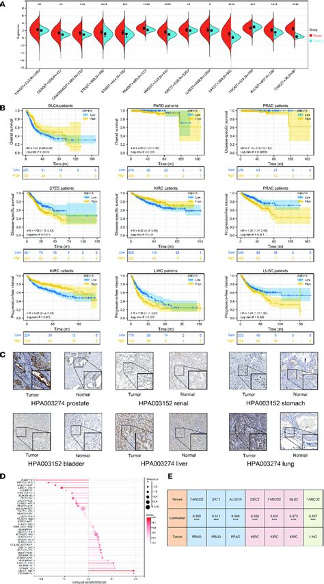 Differential Expression Analysis Prognosis Analysis Of Znf419 In