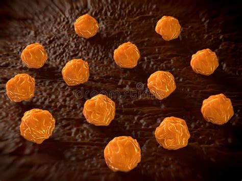 Knochenmark Stammzellen Stock Abbildung Illustration Von Anatomie