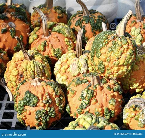 Bumpy Skinned Pumpkins Stock Image Image Of Round Stems 344425639