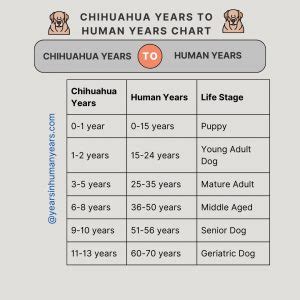 Chihuahua Age In Human Years How Old Is Chihuahua Yihy