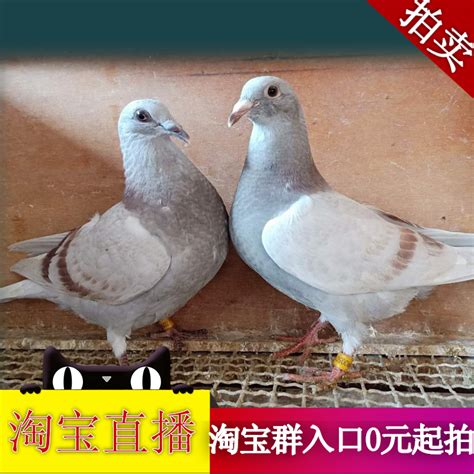 一对种鸽喂三只小鸽子 种鸽喂养三只小鸽子 两窝小鸽子可以并窝吗 大山谷图库