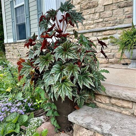Gryphon Begonia Care And Growing Guide Balcony Garden Web