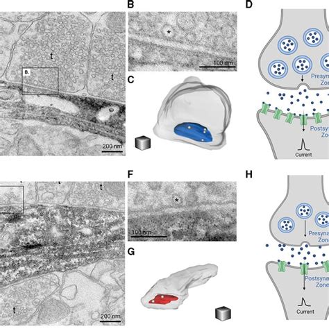 Glutamate Synaptic Morphology In Human And Rodent Cortices Lay The