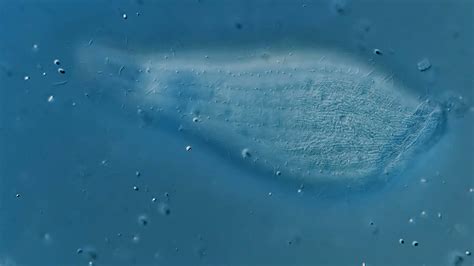Microscopic Species