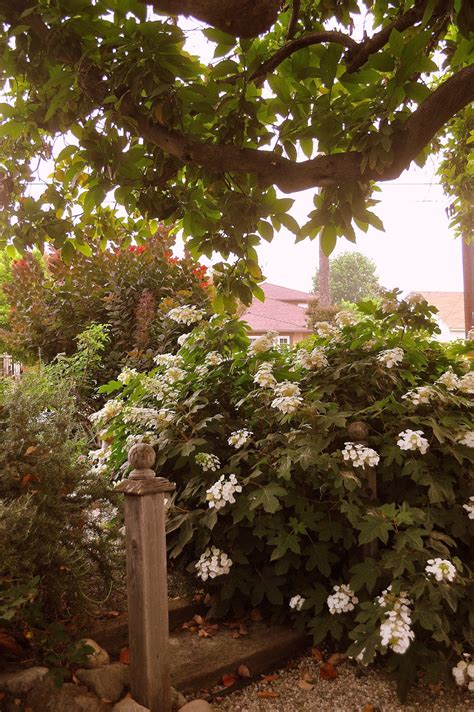La Vie Quotidienne Oak Leaf Hydrangeas