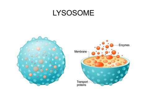 Discover The Cell Ap Biology Crash Course On Cell Organelles — Acely