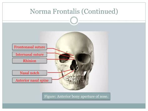 Anatomy Head And Neck Norma Frontalis Pdf