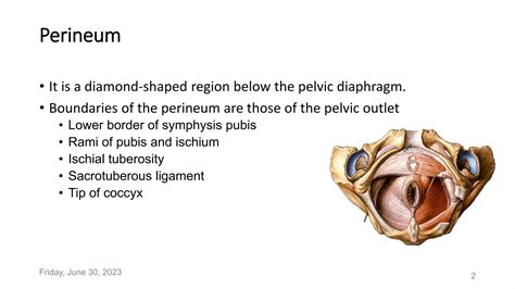 Perineum And Urogenital Diaphragmpptx