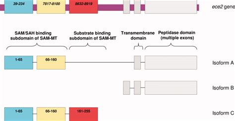 Proteins Structure Function And Bioinformatics Protein Science