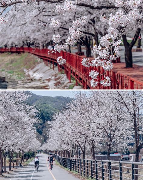2026 Nami Island And Eden Cherry Blossom 1 Day Tour From Seoul Trazy