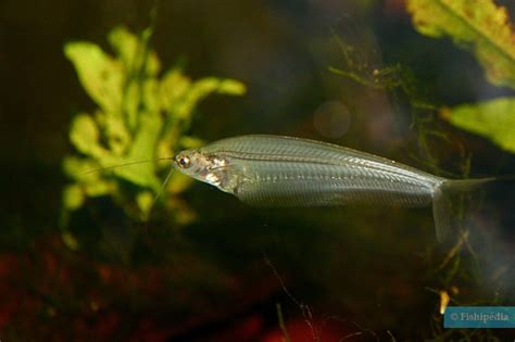 Kryptopterus Minor • Ficha De Pez