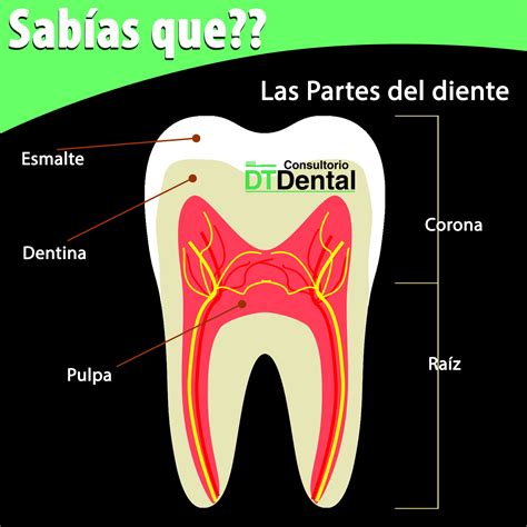 Anatomía Del Diente Humano
