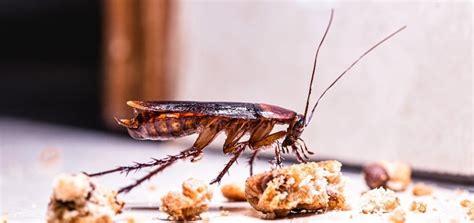 Cockroach Elimination And Roach Prevention Massey Services