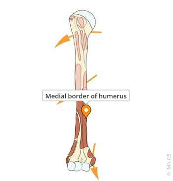 Medial Border Of Humerus E Anatomy Imaios