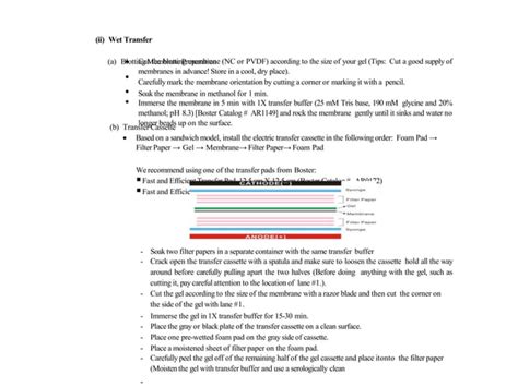 Western Blotting Protocol And Troubleshooting Ppt
