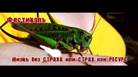 Фестиваль "Жизнь без страха или СТРАХ как РЕСУРС" - YouTube