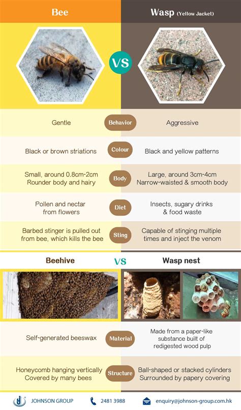 The Differences Between Bee Wasp Johnson Group