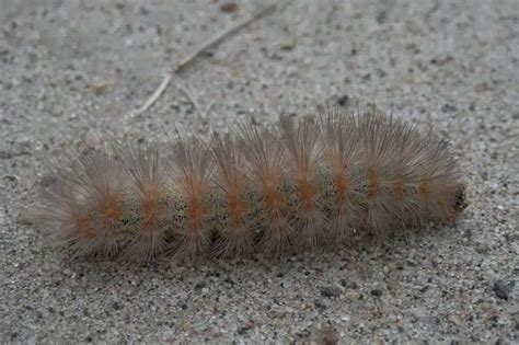 10 Common Fuzzy Bugs You May Encounter With Pictures