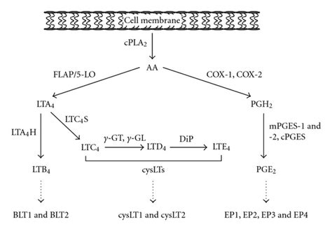 Synthesis Of Pge2 And The Leukotrienes Cpla2—cytosolic Phospholipase