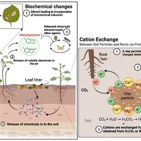 Plants Use Allelopathy By Their Roots To Absorb More Nutrients Along Download Scientific