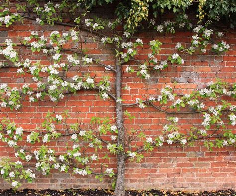 Pruning Espalier Apple Trees How And When To Do It Homes And Gardens