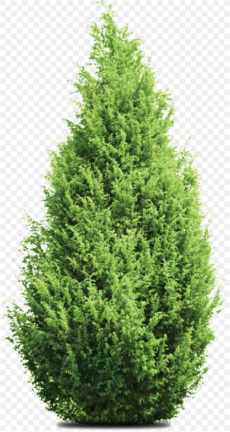 Pine Mediterranean Cypress Leyland Cypress Tree Evergreen Png