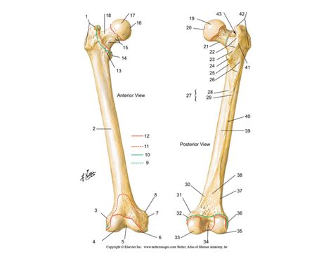 Femur Netter Label Quiz