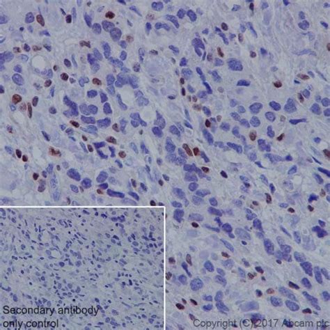 Anti Runx3 抗体 Epr20687 Bsa And Azide Free Ab227125