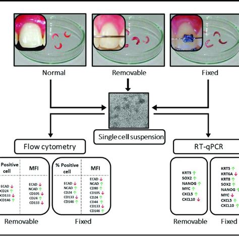 Analysis Of Cell Surface Markers By Flow Cytometry A L Analysis Of Download Scientific
