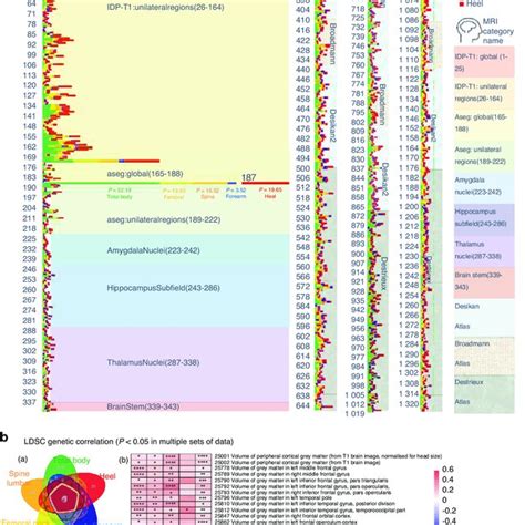 The Genetic Correlation Between Brain Structure And Bmd A All The Ldsc